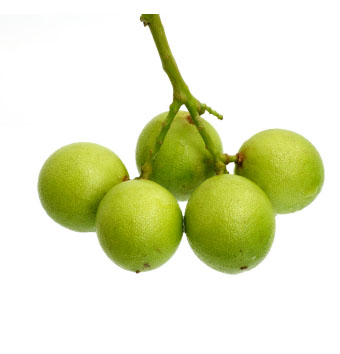 Quenepa - M. Levin & Co